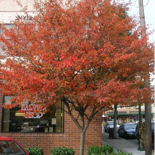 Archives fiches d'arbres - Un arbre pour mon quartier