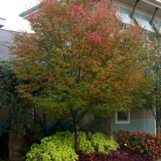 Tree info sheet - Un arbre pour mon quartier