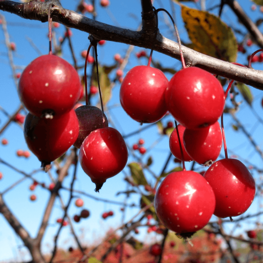 Pommetier 'Prairiefire' - Un arbre pour mon quartier
