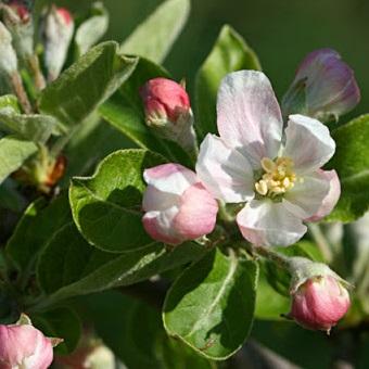 Pommetier Colonnaire rose 'Rinki' - Un arbre pour mon quartier