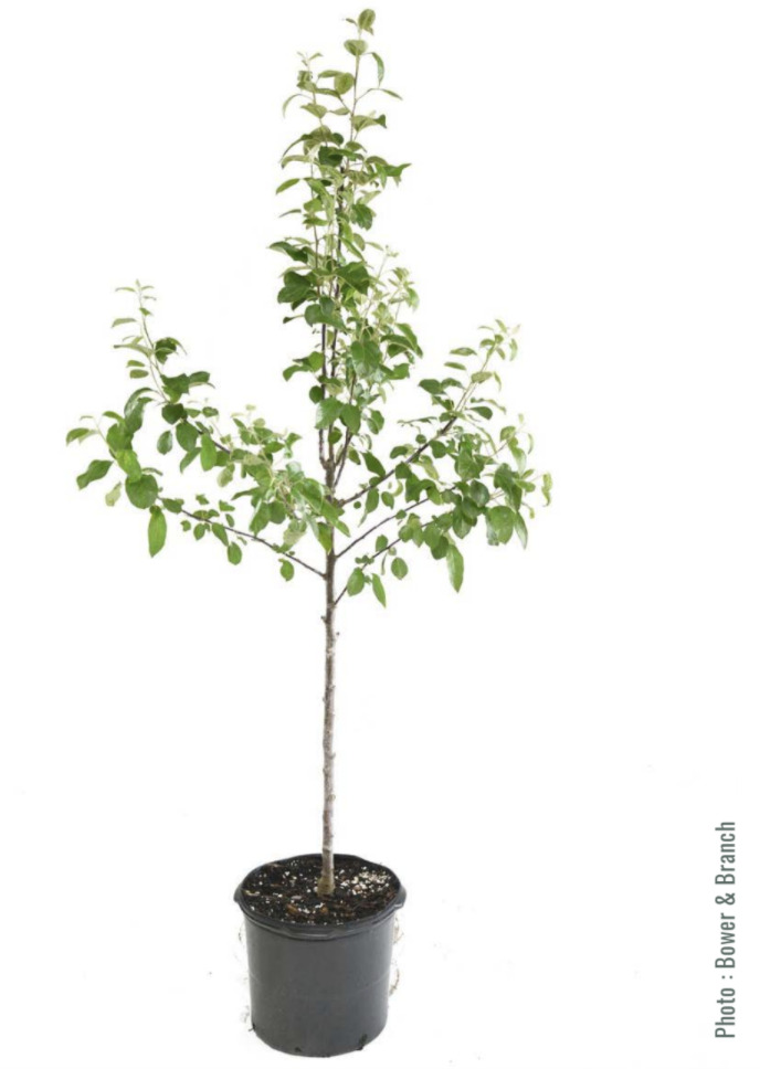 Cortland Apple Tree - Un arbre pour mon quartier