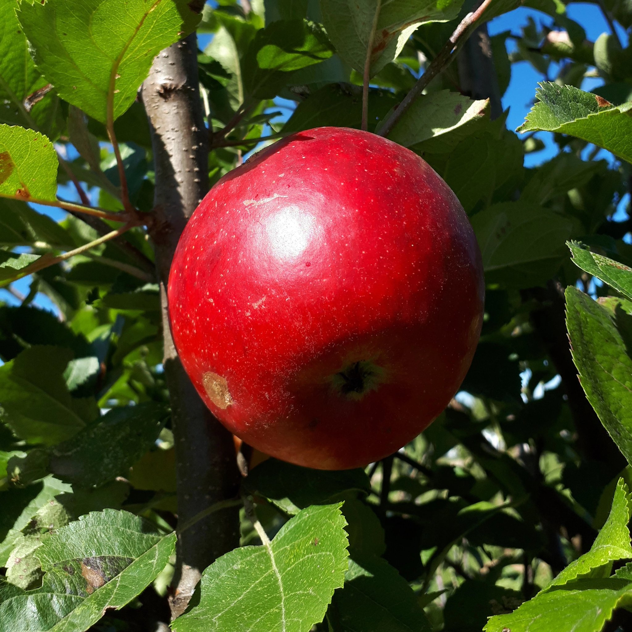 Freedom Apple Tree - Un arbre pour mon quartier