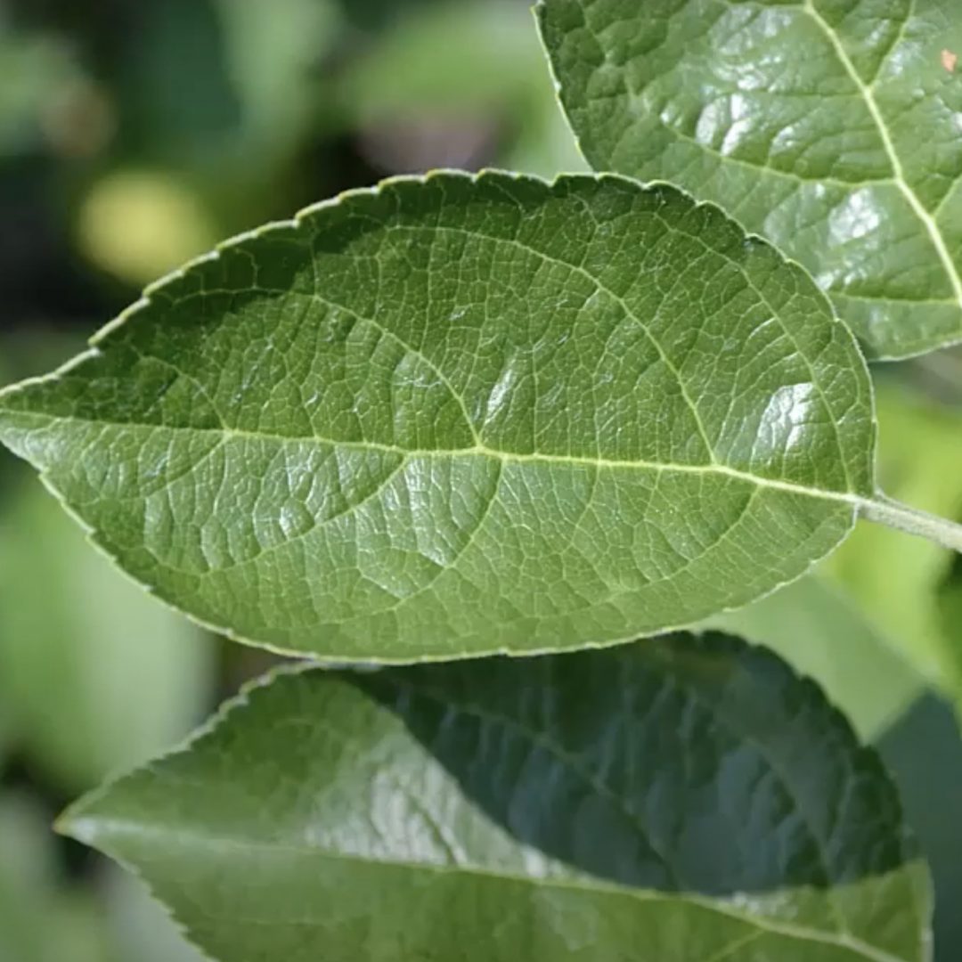 Golden Delicious Apple Tree - Un arbre pour mon quartier