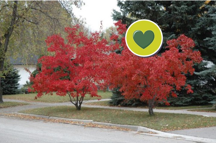 Flame Amur Maple - Un arbre pour mon quartier