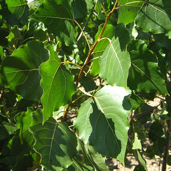 Peuplier deltoïde Siouxland - Un arbre pour mon quartier