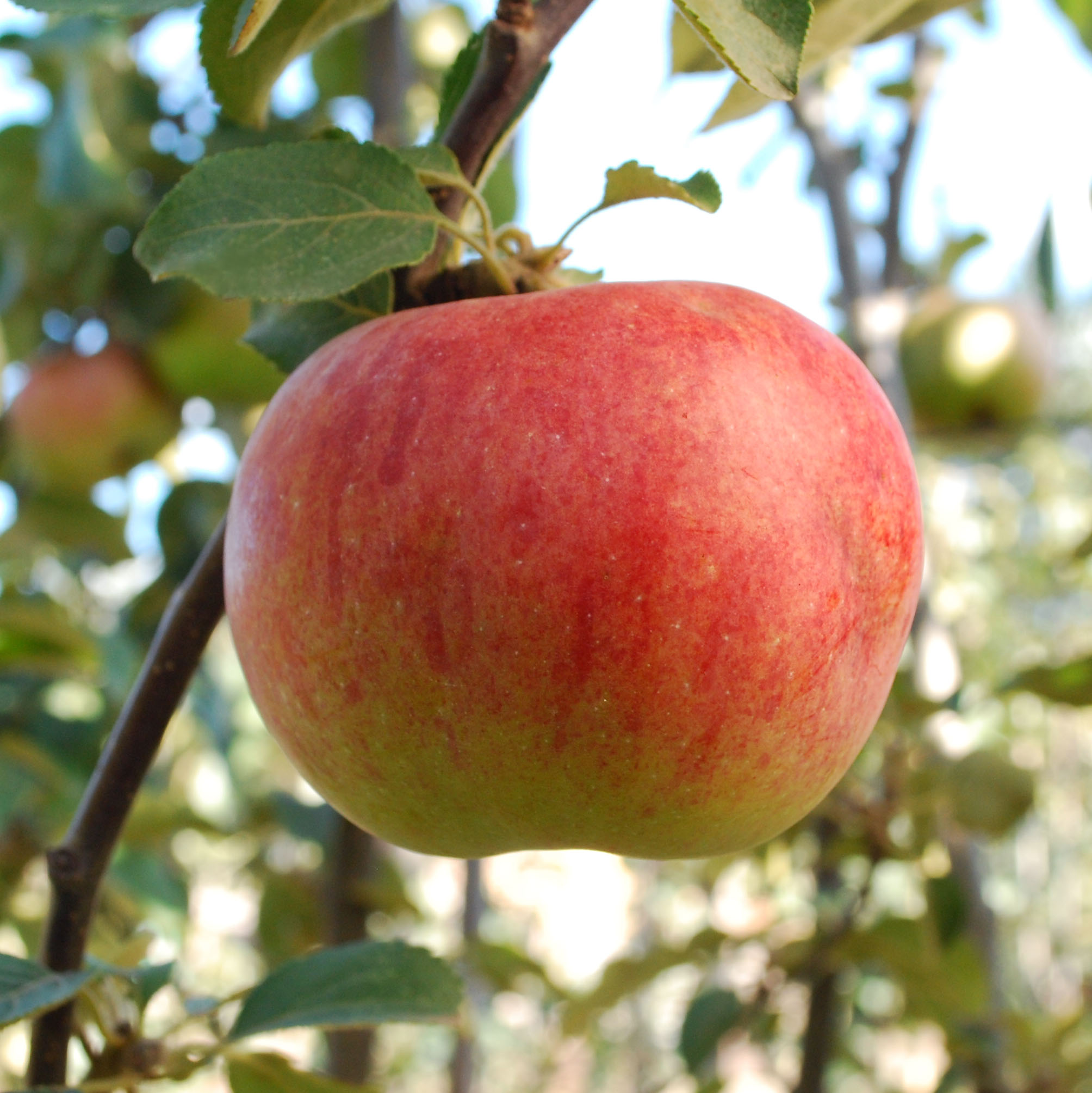 Goodland Apple Tree - Un arbre pour mon quartier