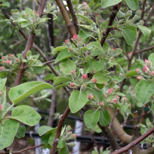 Pommier 'Liberty' - Un arbre pour mon quartier