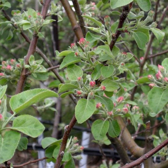 Pommetier Colonnaire rose 'Rinki' - Un arbre pour mon quartier