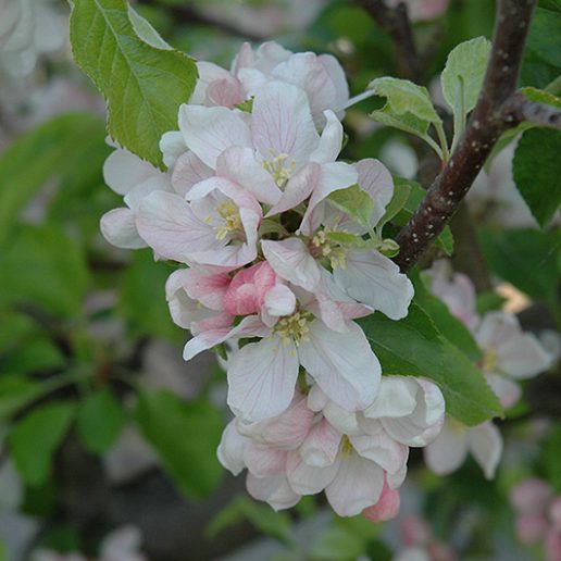 Pommier 'Liberty' - Un arbre pour mon quartier
