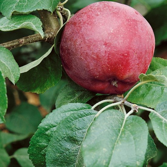 Pommier 'Liberty' - Un arbre pour mon quartier
