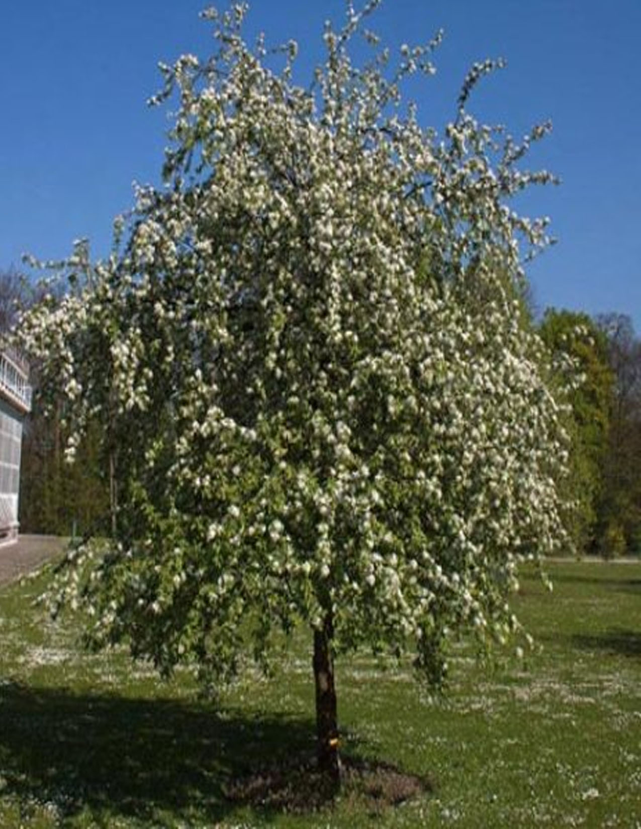 Rinki pink Columnar Crabapple - Un arbre pour mon quartier