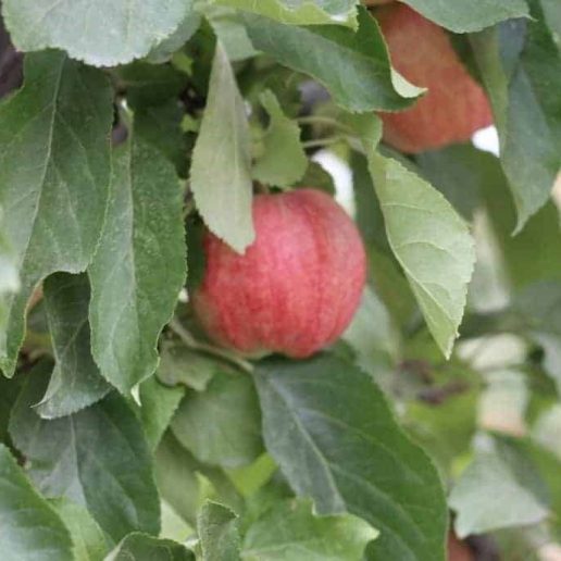 Royal Gala Apple Tree - Un arbre pour mon quartier