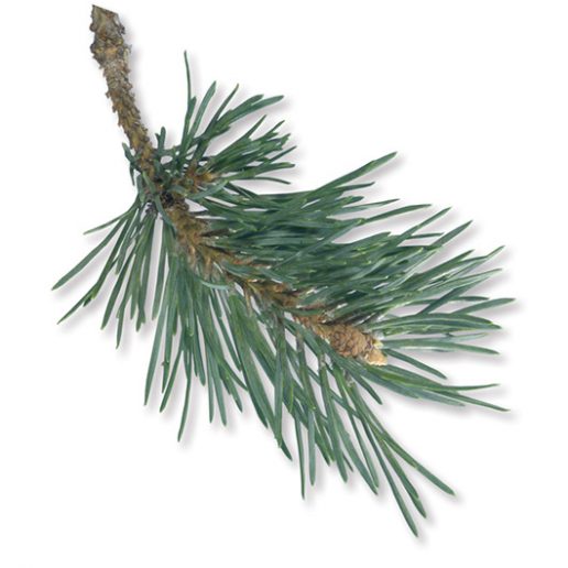 Pin sylvestre - Un arbre pour mon quartier