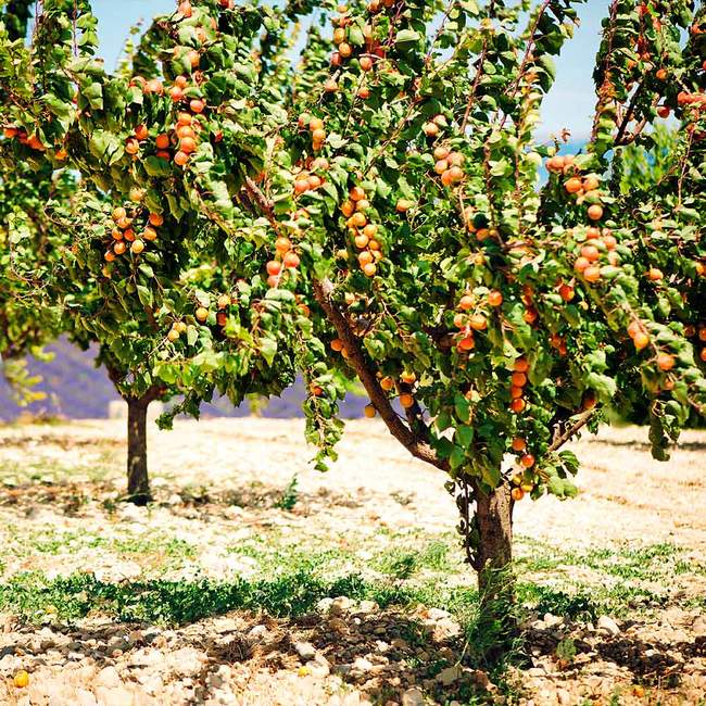 Abricotier 'Puget Gold' - Un arbre pour mon quartier