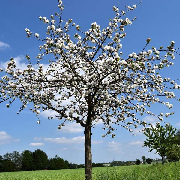 4 in 1 Cherry Tree - Un arbre pour mon quartier