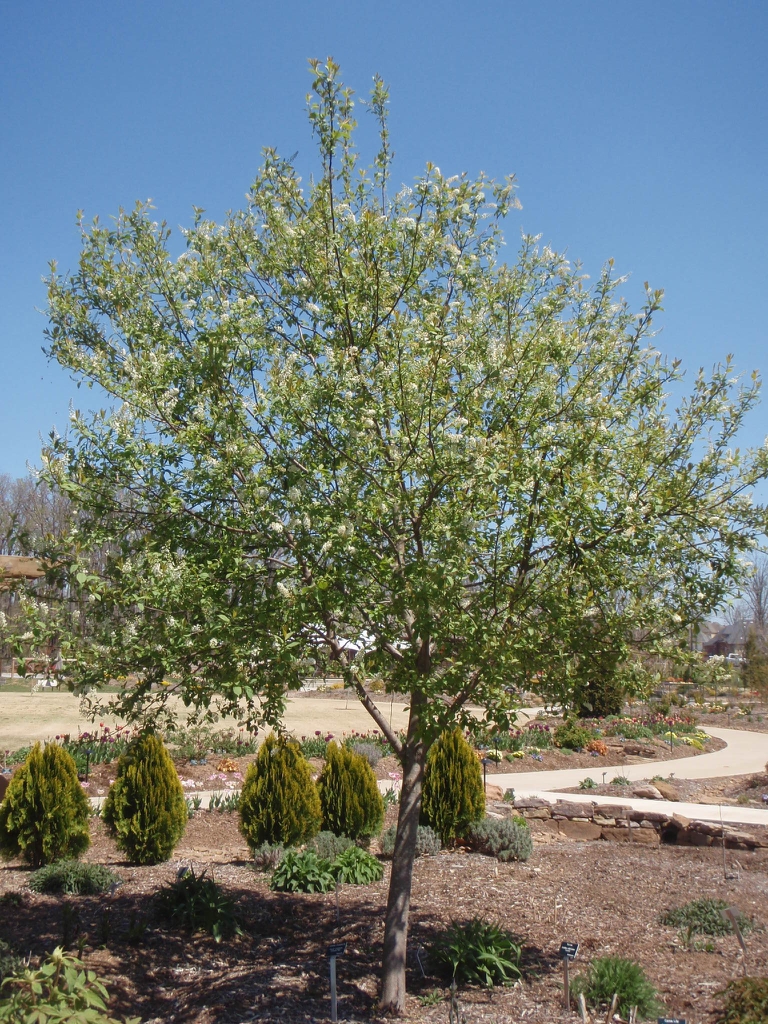 Chokecherry - Un arbre pour mon quartier