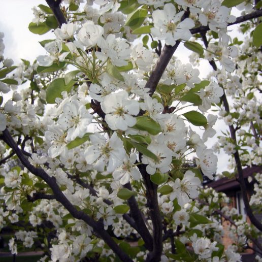 Summercrisp Pear Tree - Un arbre pour mon quartier