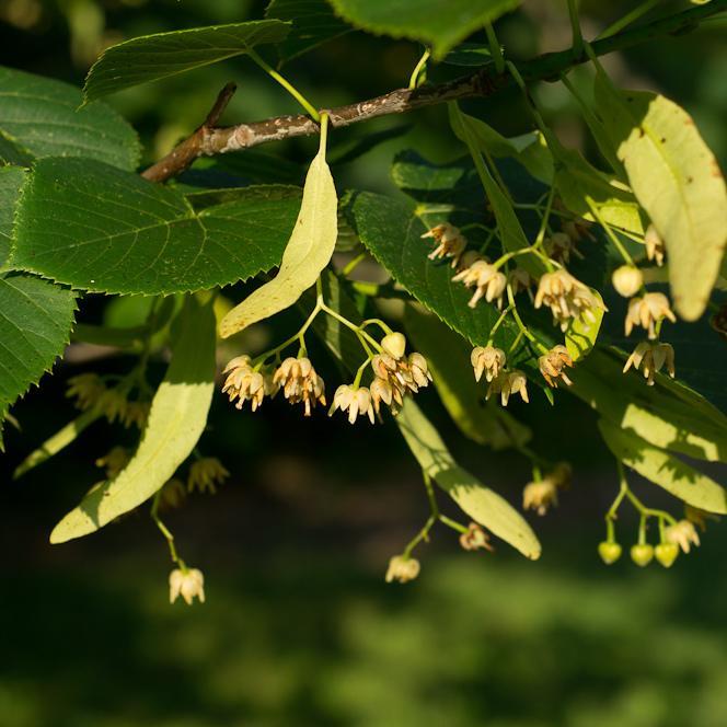 Tilleul d'Amérique - Un arbre pour mon quartier