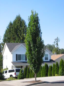 Green Pillar Pin Oak - Un arbre pour mon quartier