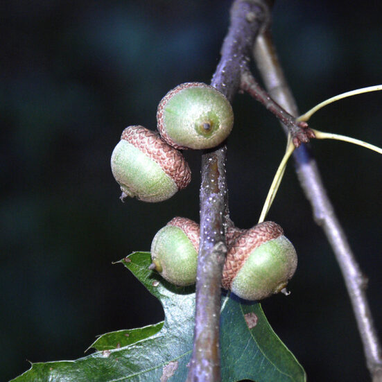 Green Pillar Pin Oak - Un arbre pour mon quartier