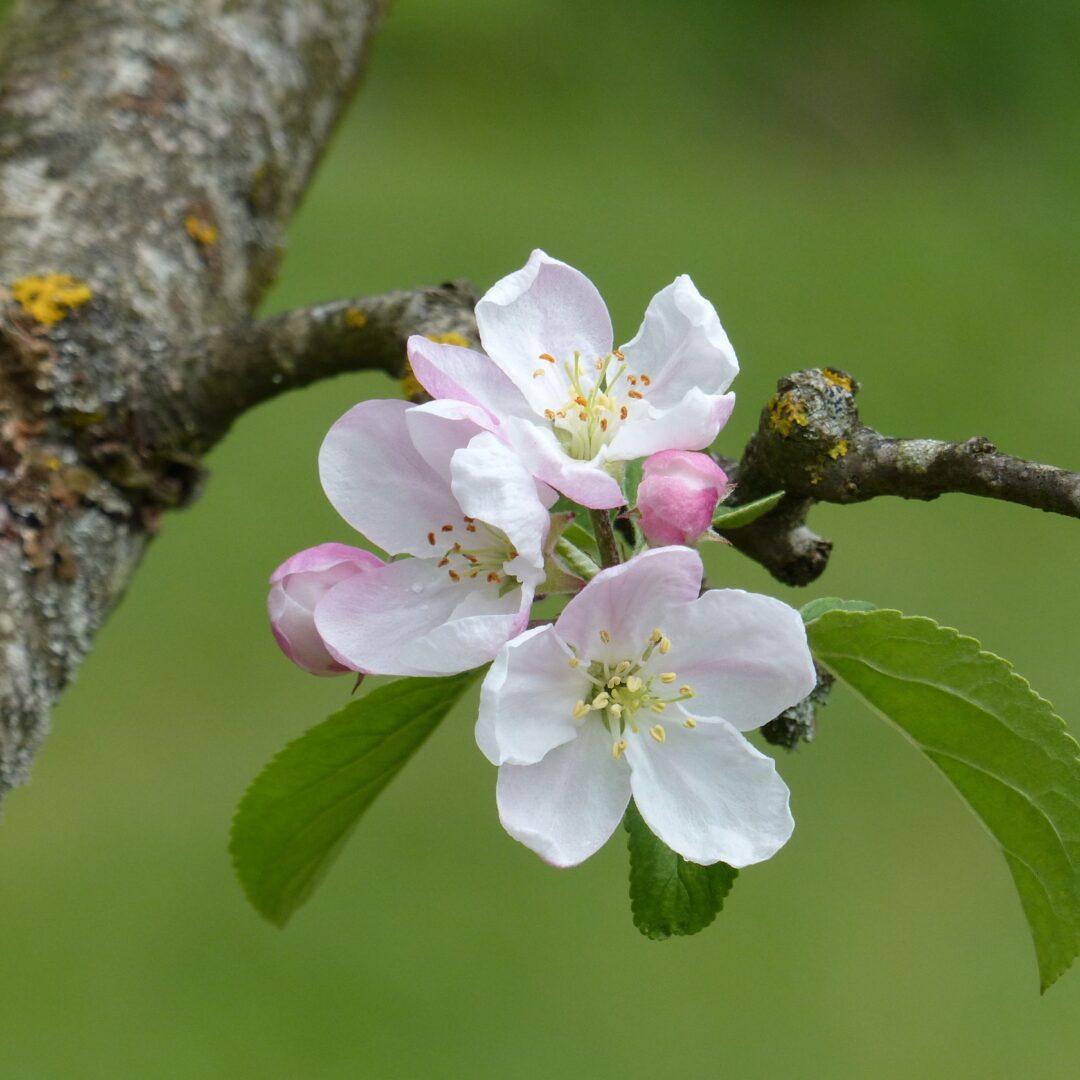 Royal Gala Apple Tree - Un arbre pour mon quartier