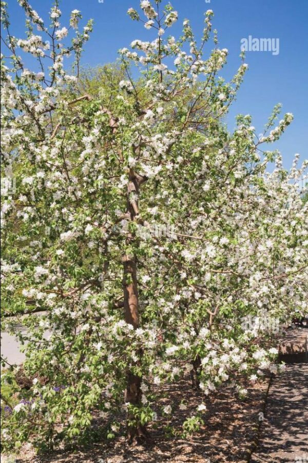 Richelieu Apple Tree - Un arbre pour mon quartier