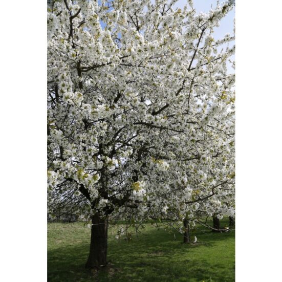 Patten Pear Tree - Un arbre pour mon quartier