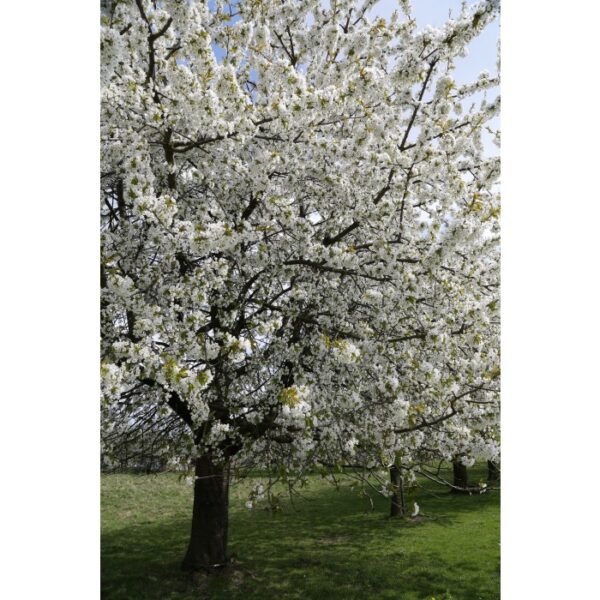 Poirier 'Patten' - Un arbre pour mon quartier