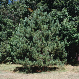 Pin rouge - Un arbre pour mon quartier