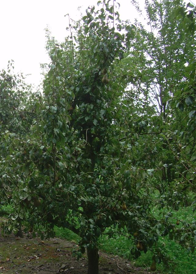 Comice Pear Tree - Un arbre pour mon quartier