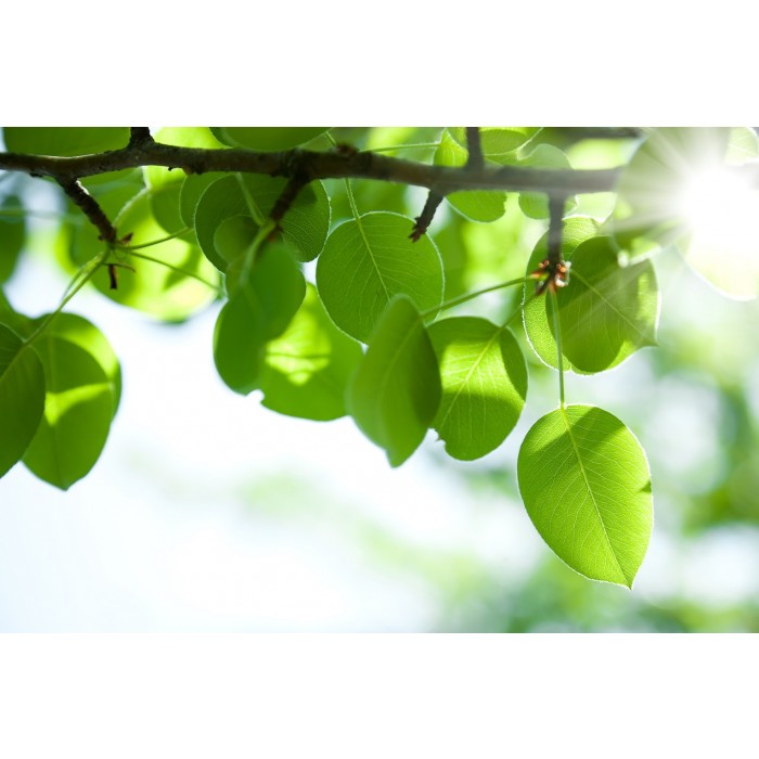 Patten Pear Tree - Un arbre pour mon quartier