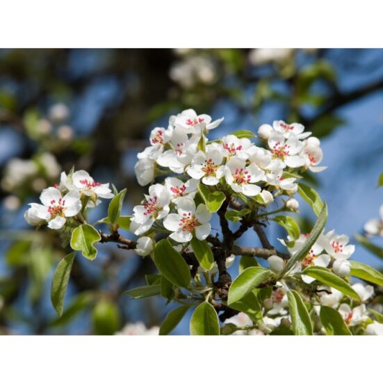 Patten Pear Tree - Un arbre pour mon quartier