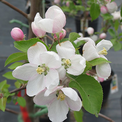 Richelieu Apple Tree - Un arbre pour mon quartier