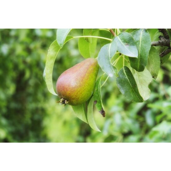 Patten Pear Tree - Un arbre pour mon quartier