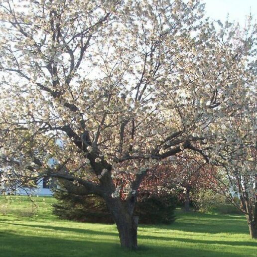 Archives - Un arbre pour mon quartier