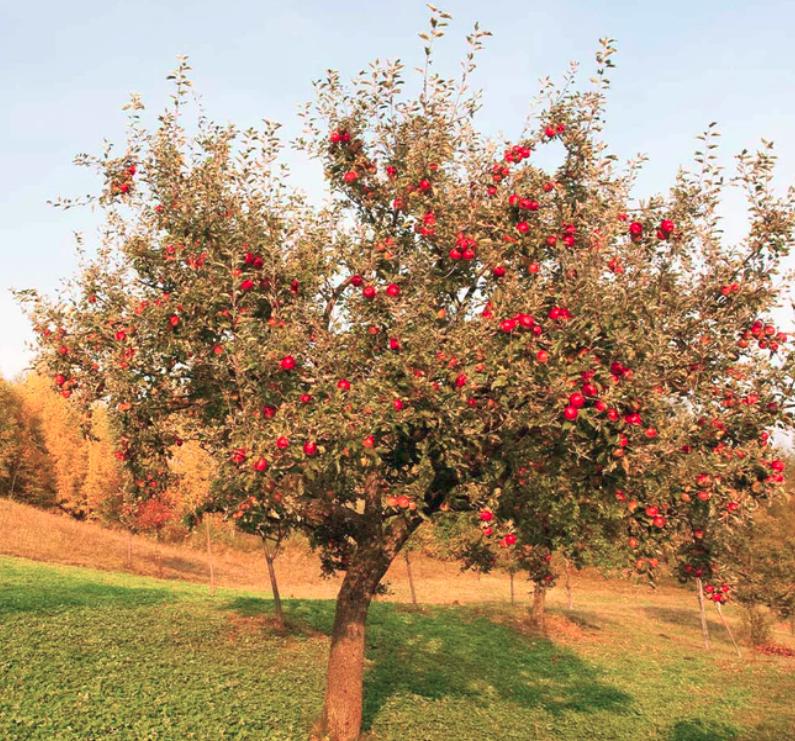 Red Delicious Apple Tree - Un arbre pour mon quartier
