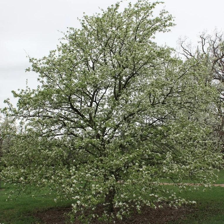 Clapp Pear Tree - Un arbre pour mon quartier