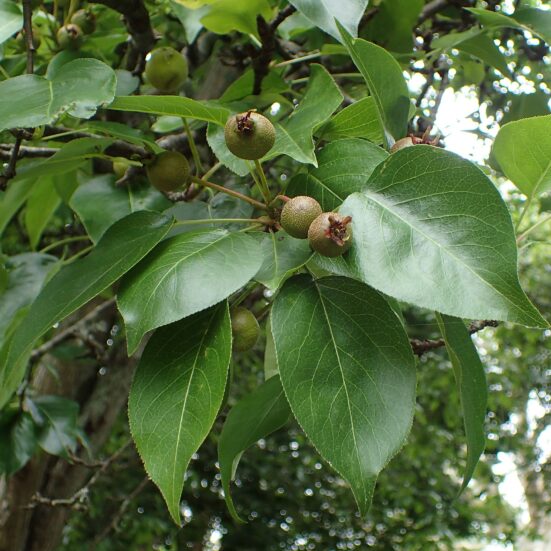 Early golden Pear Tree - Un arbre pour mon quartier