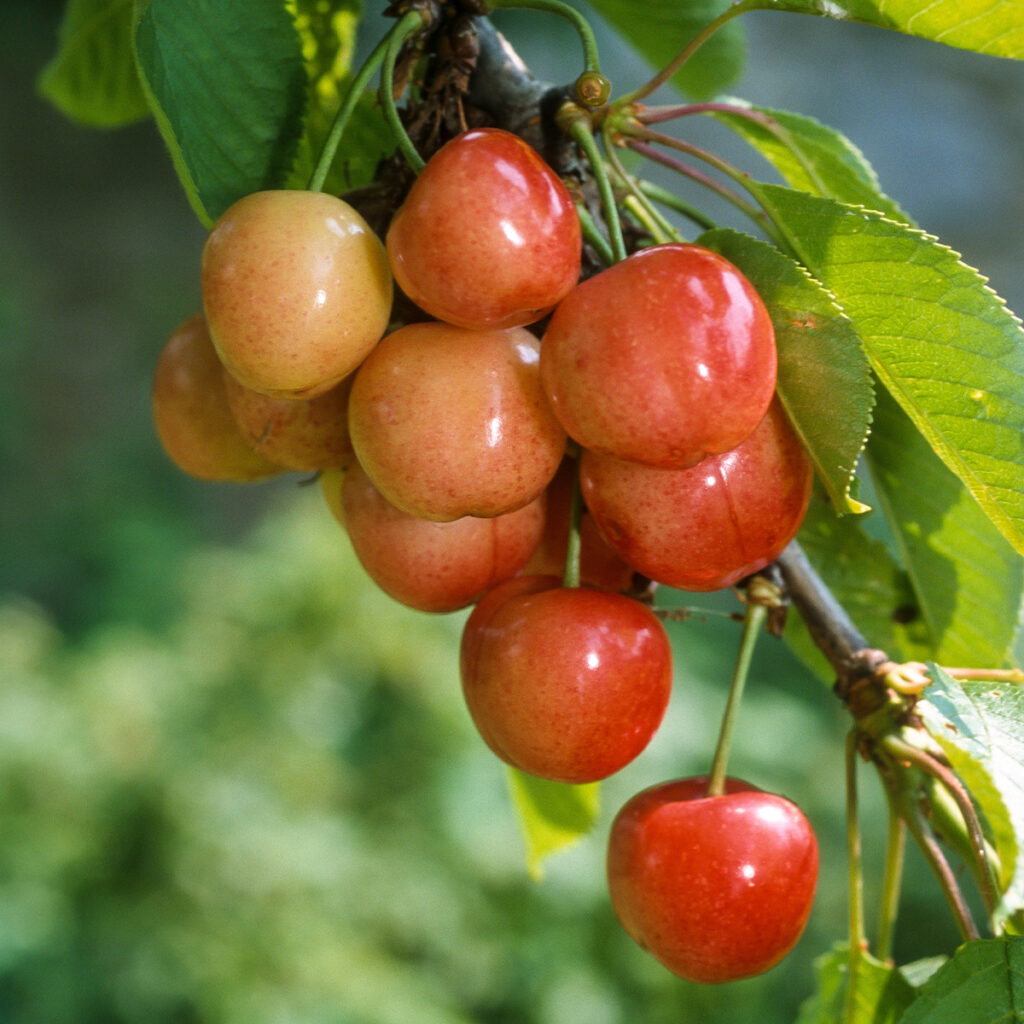 Rainier Cherry Tree - Un arbre pour mon quartier