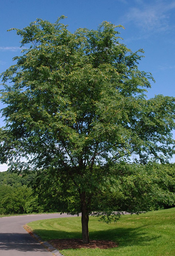 Orme 'Frontier' - Un arbre pour mon quartier