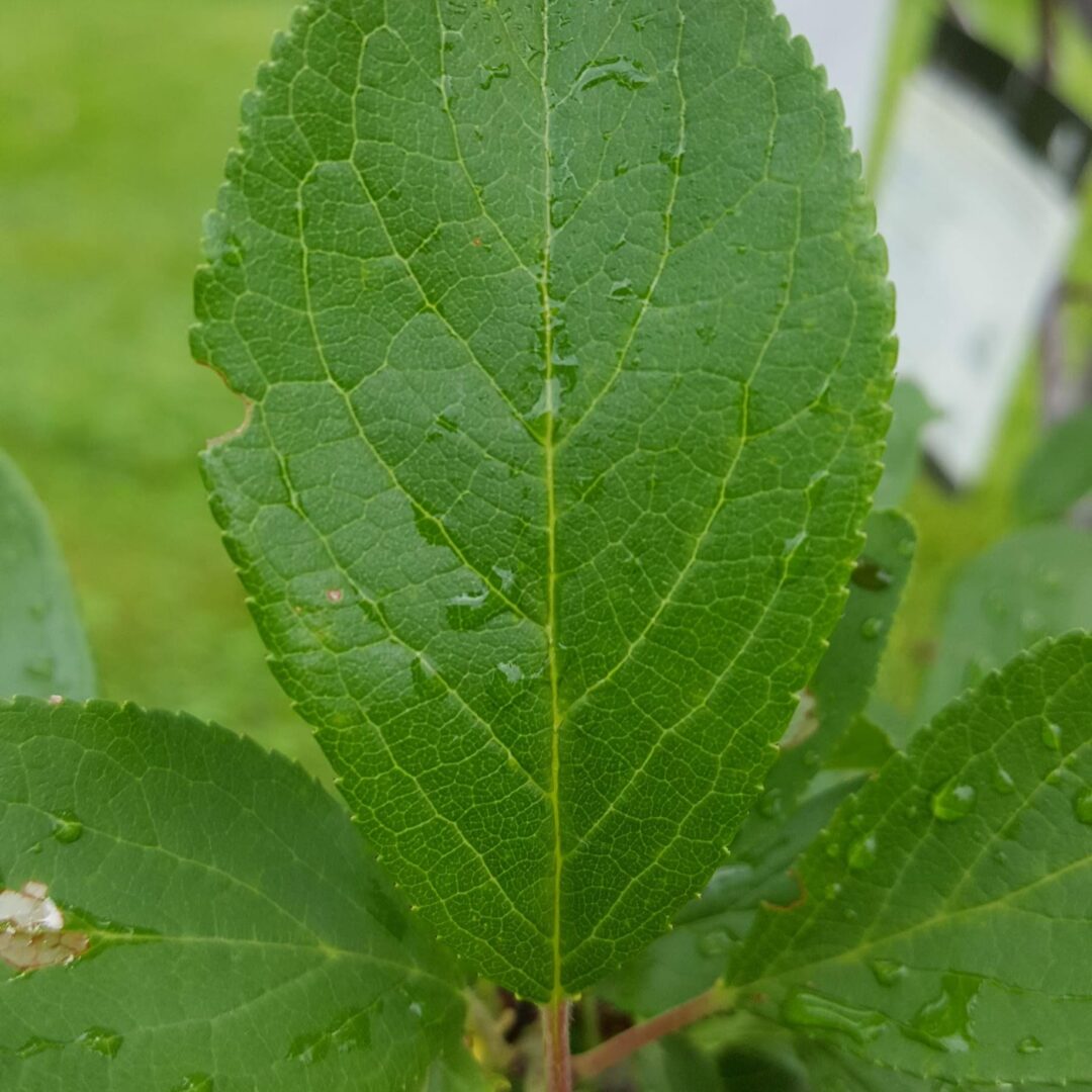 Prunier 'Mont Royal' - Un arbre pour mon quartier