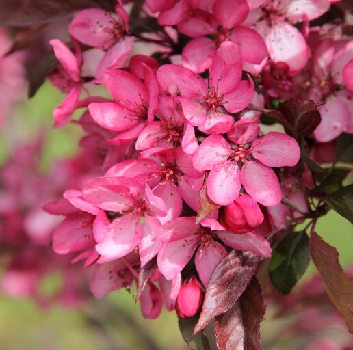 Pommetier 'Royal Raindrops' - Un arbre pour mon quartier