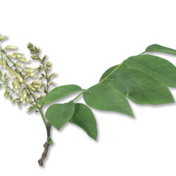 Maackia de l’Amur 'Summer frost' - Un arbre pour mon quartier