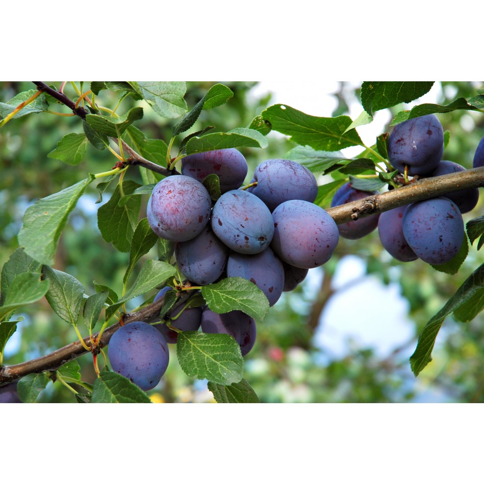 Prunier 'Mont Royal' - Un arbre pour mon quartier