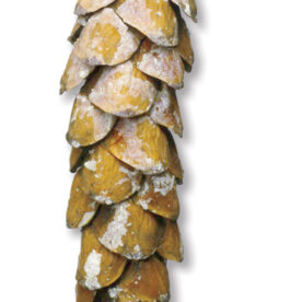 Pin blanc - Un arbre pour mon quartier