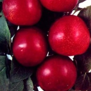 Superior Plum Tree - Un arbre pour mon quartier