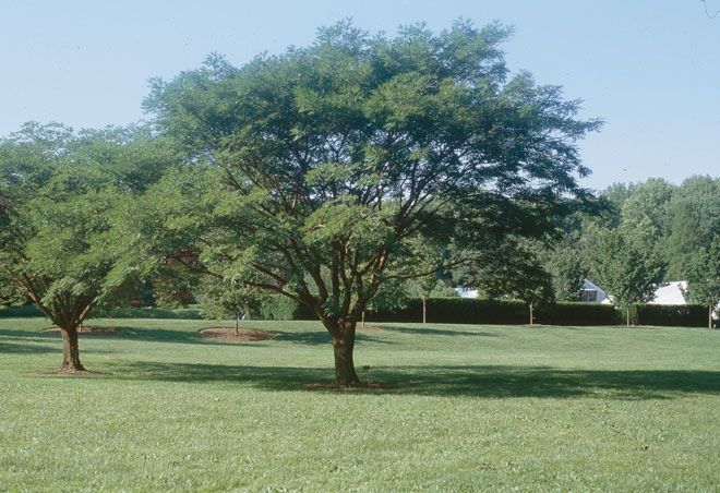 Maackia de l’Amur 'Summer frost' - Un arbre pour mon quartier