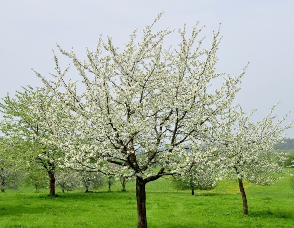 Redfree Apple tree - Un arbre pour mon quartier