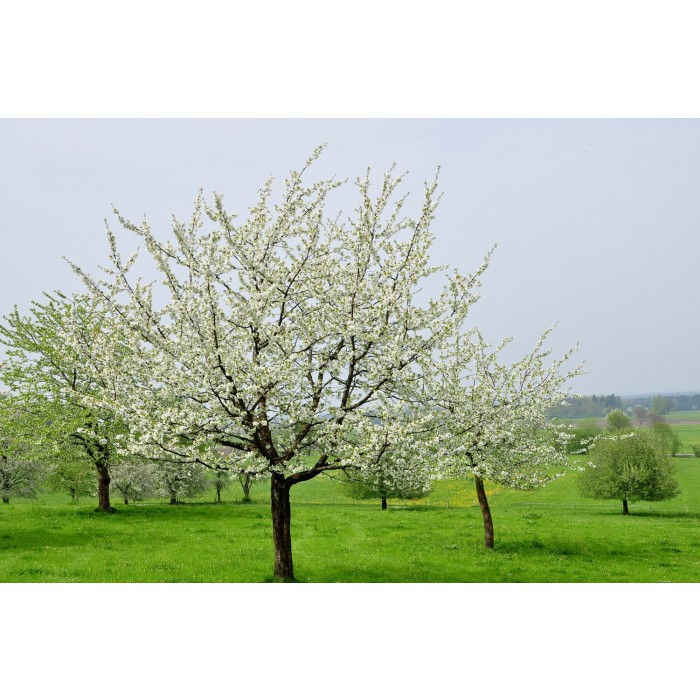 Pommier 'Redfree' - Un arbre pour mon quartier