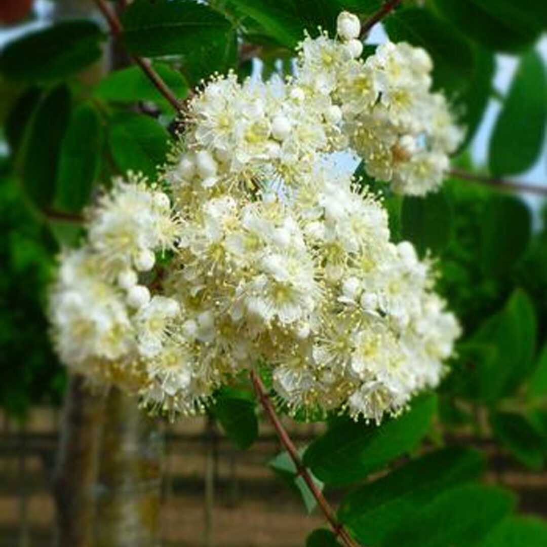 Cardinal Royal European Mountain Ash - Un arbre pour mon quartier